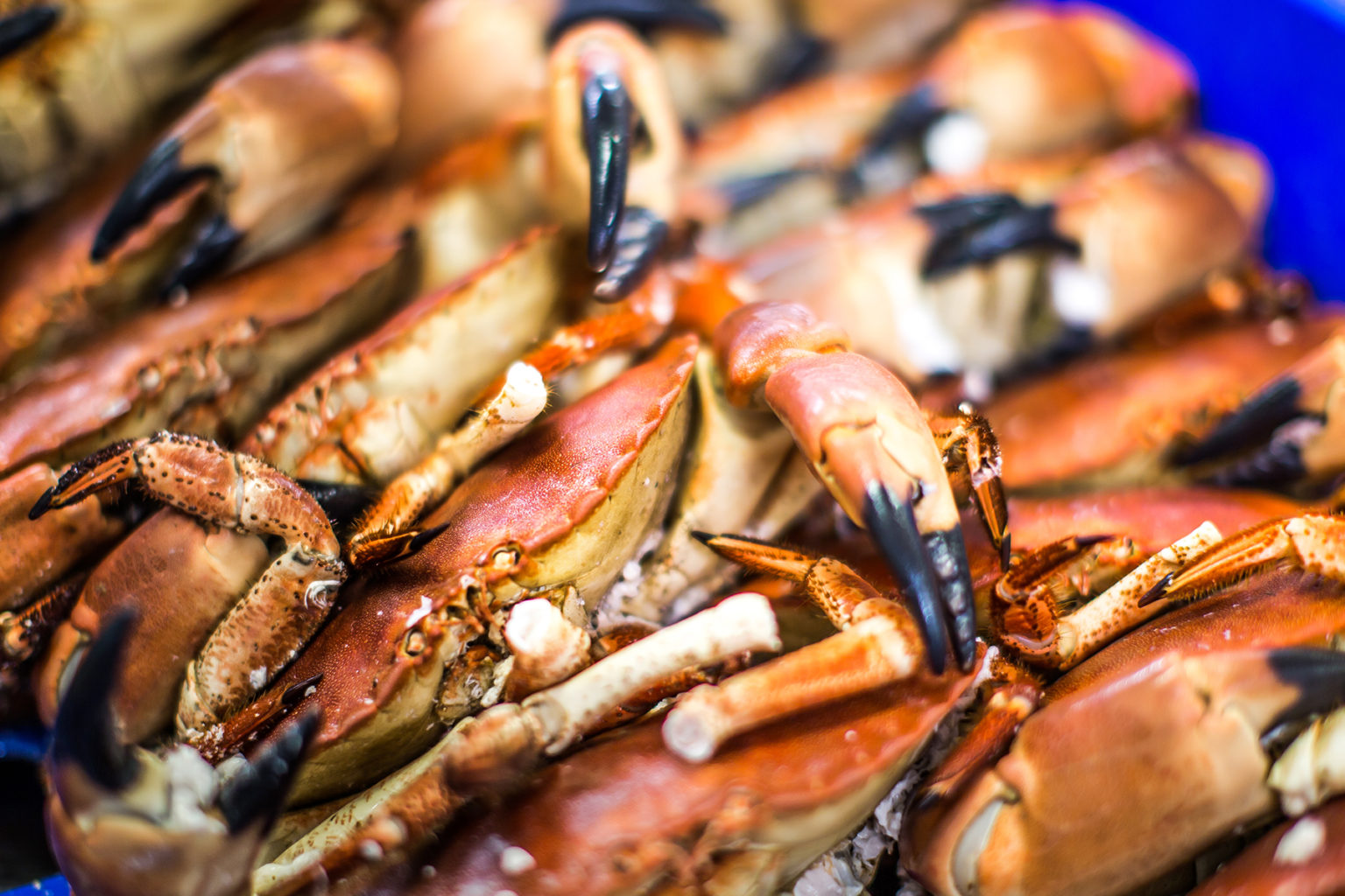 Seafood Processing | High quality hand picked crabmeat